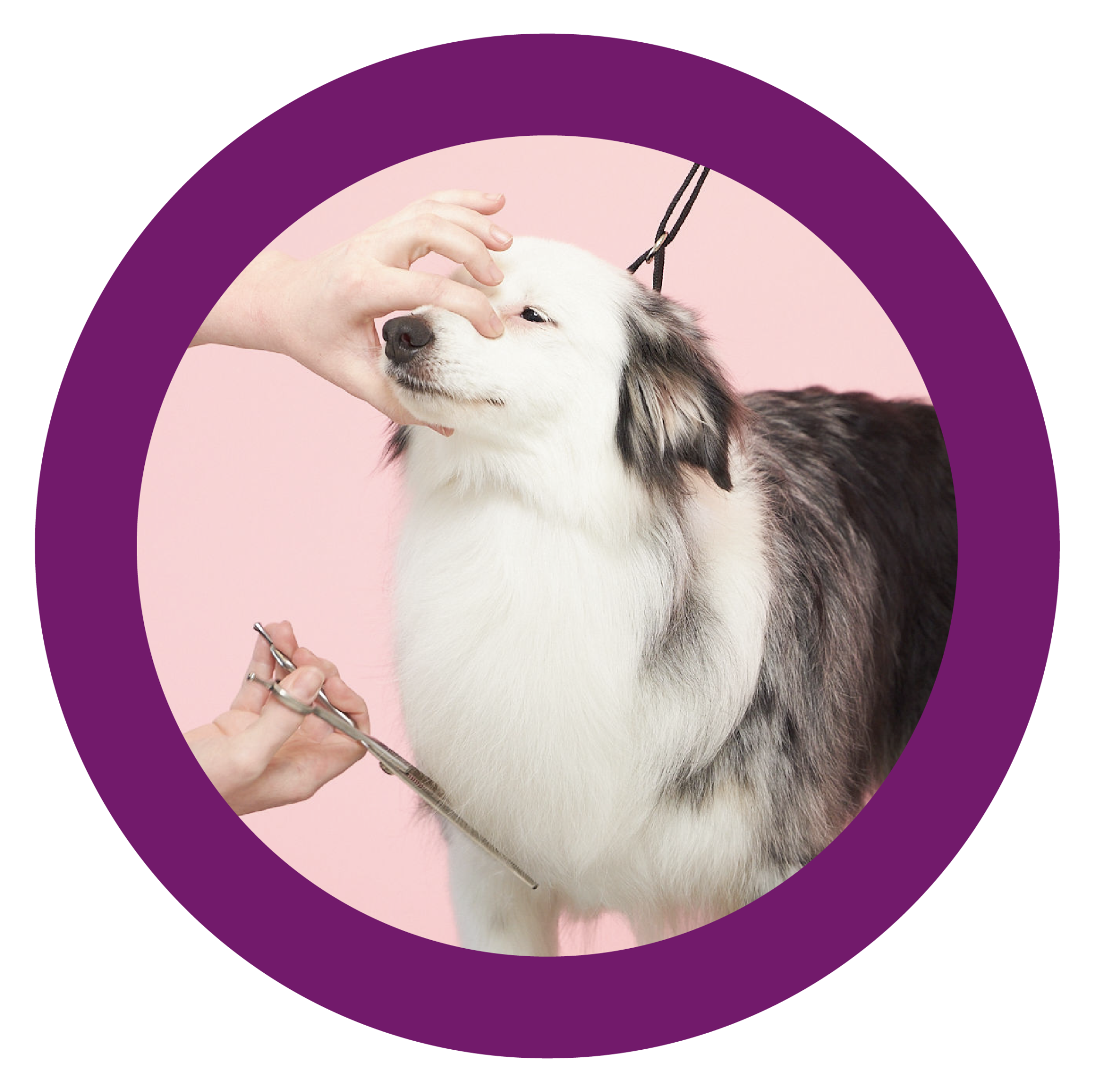 Home - Groom Curriculum